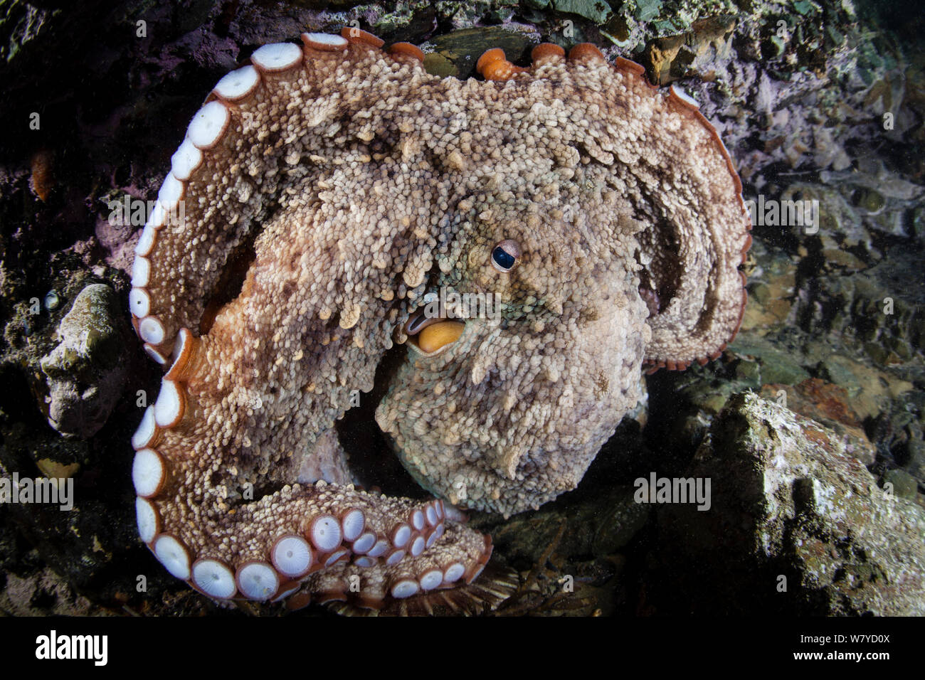 Maori octopus (Octopus maorum) underneath a wharf in the Hauraki Gulf ...