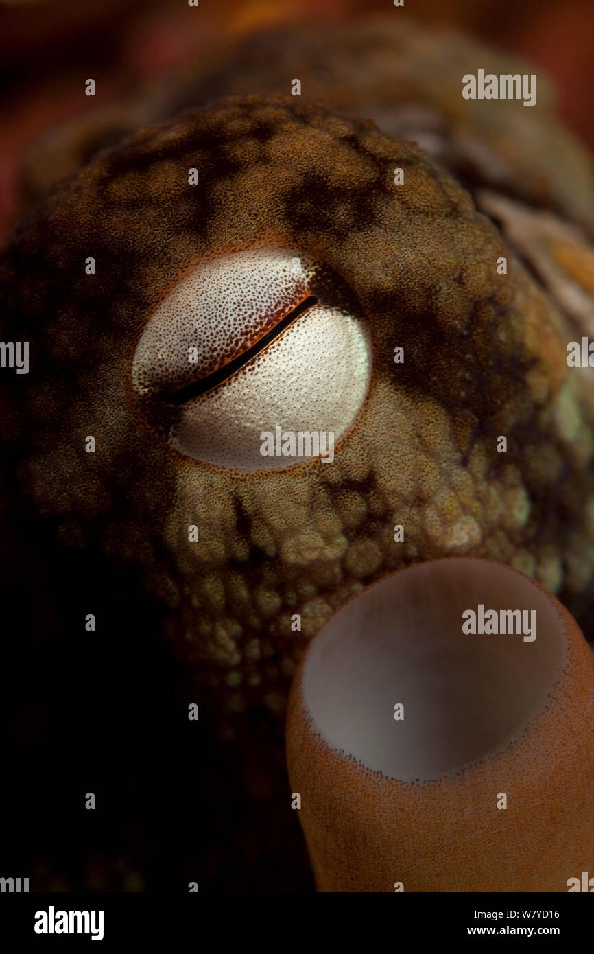 Close up of gloomy octopus (Octopus tetricus) eye and siphon, North ...