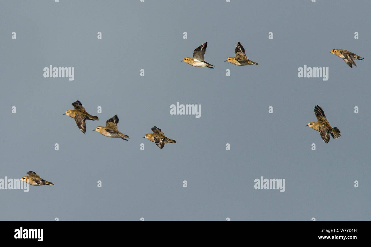 Golden plover flight uk hi-res stock photography and images - Alamy