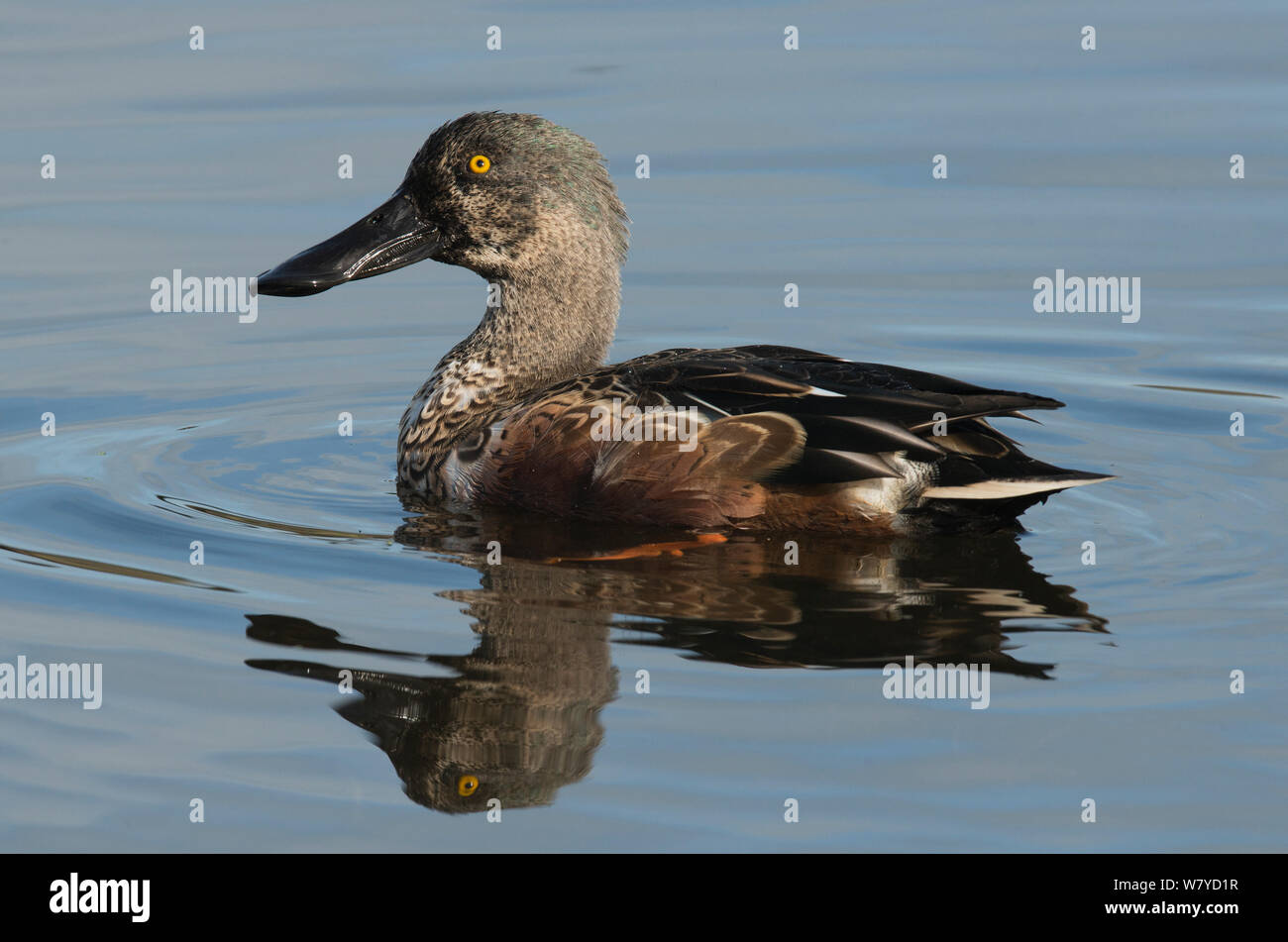 Molting duck hi-res stock photography and images - Alamy
