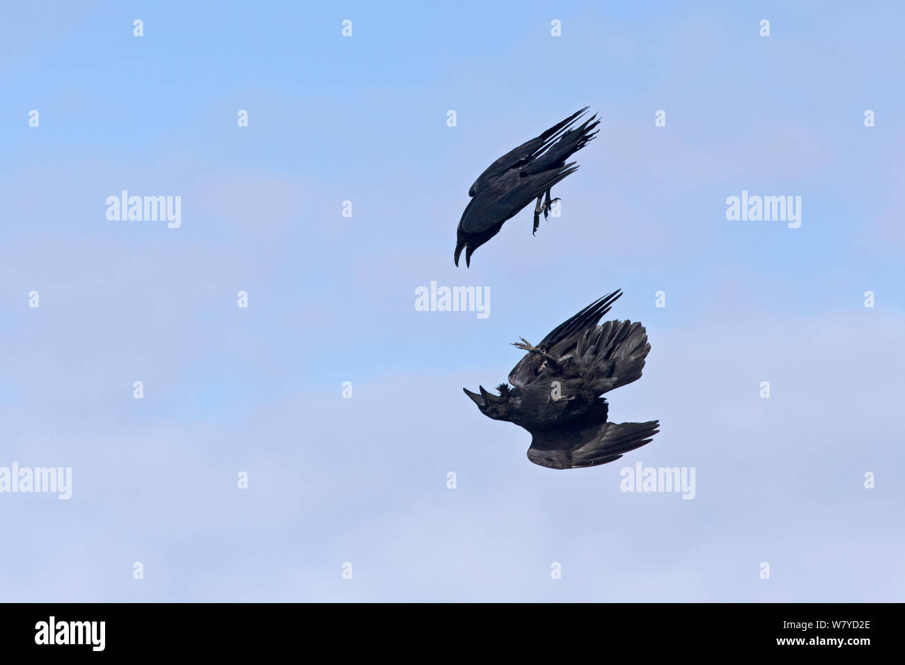 Common raven (Corvus corax) fighting in flight, Hornoya, Varanger ...