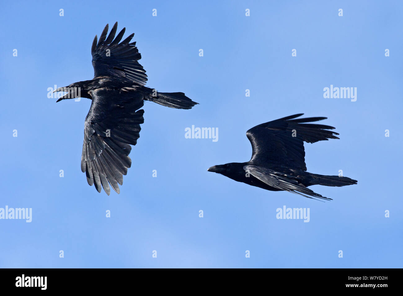 Common raven (Corvus corax) flying, Hornoya, Varanger, Finnmark, Norway ...