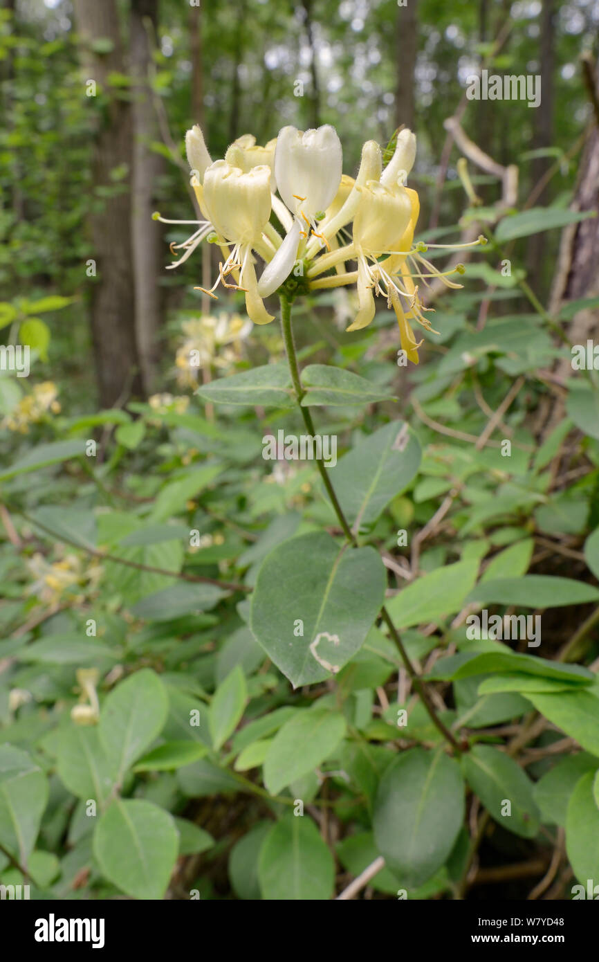Common honeysuckle (Lonicera periclymenum) flowering on woodland edge ...