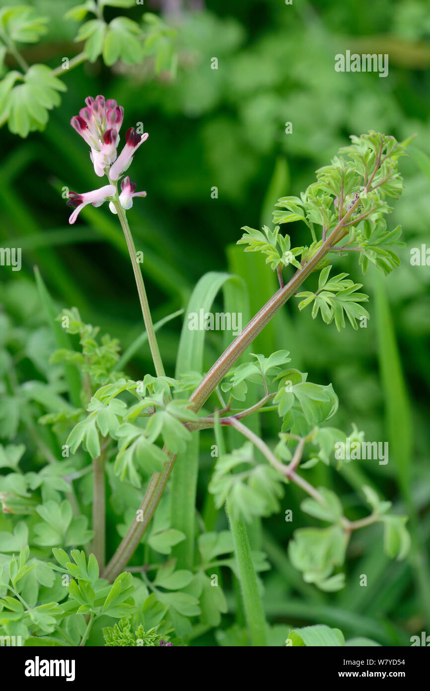 Spike of flowers hi-res stock photography and images - Alamy