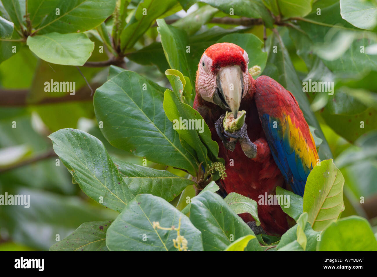 Scarlet macaw (Ara macao) feeding at Almendro tree, Costa Rica Stock ...