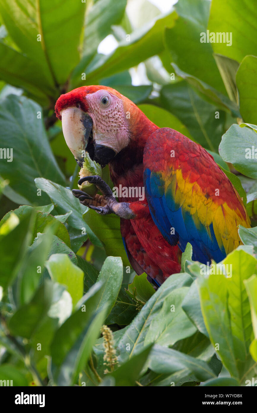Scarlet macaw (Ara macao) feeding at Almendro tree, Costa Rica Stock ...
