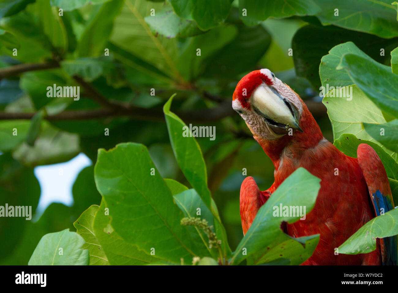 Scarlet macaw (Ara macao) in Almendro tree, Costa Rica Stock Photo - Alamy