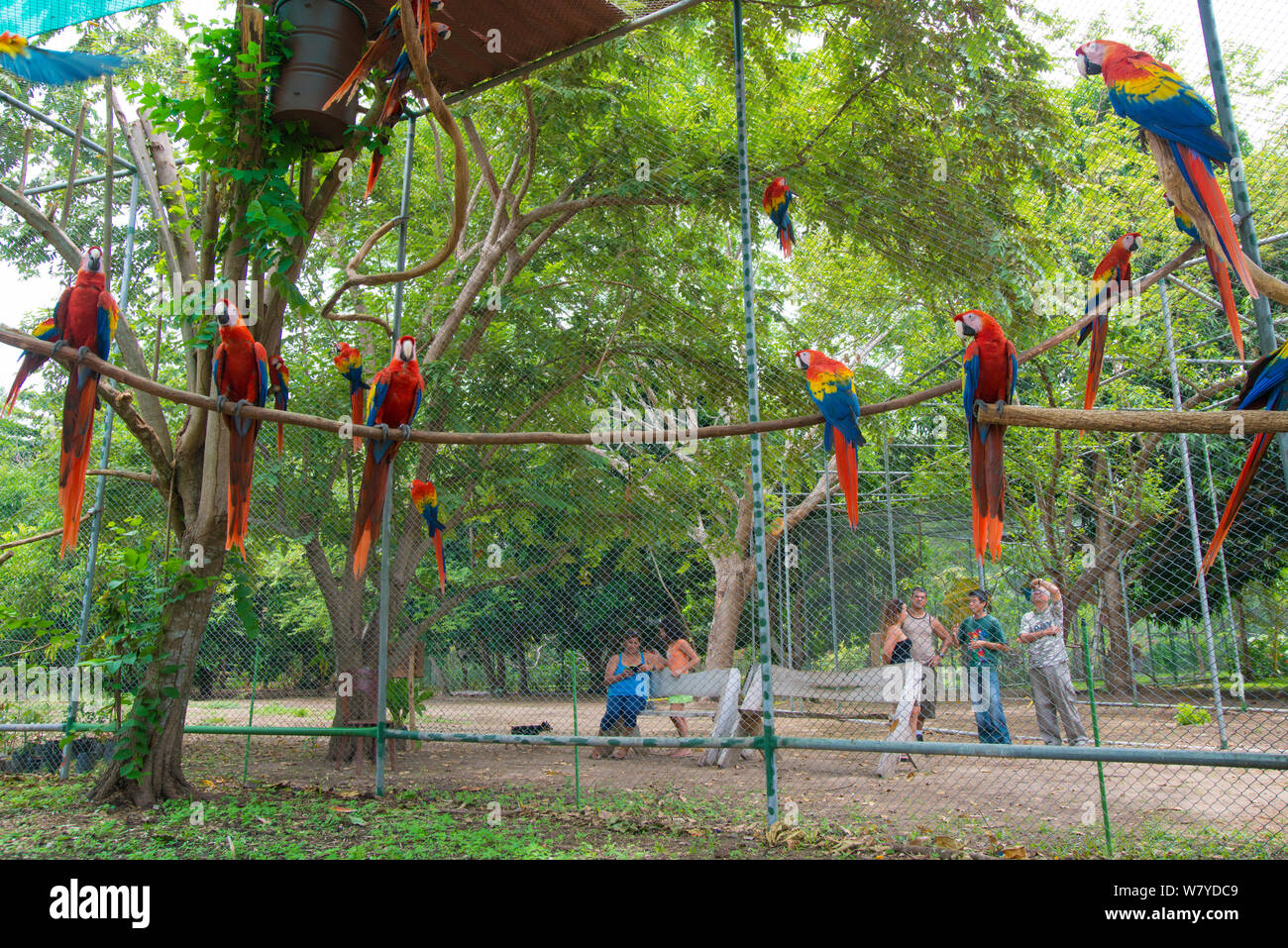 Scarlet macaw (Ara macao) flock in El Manantial Macaw Sanctuary, Costa ...