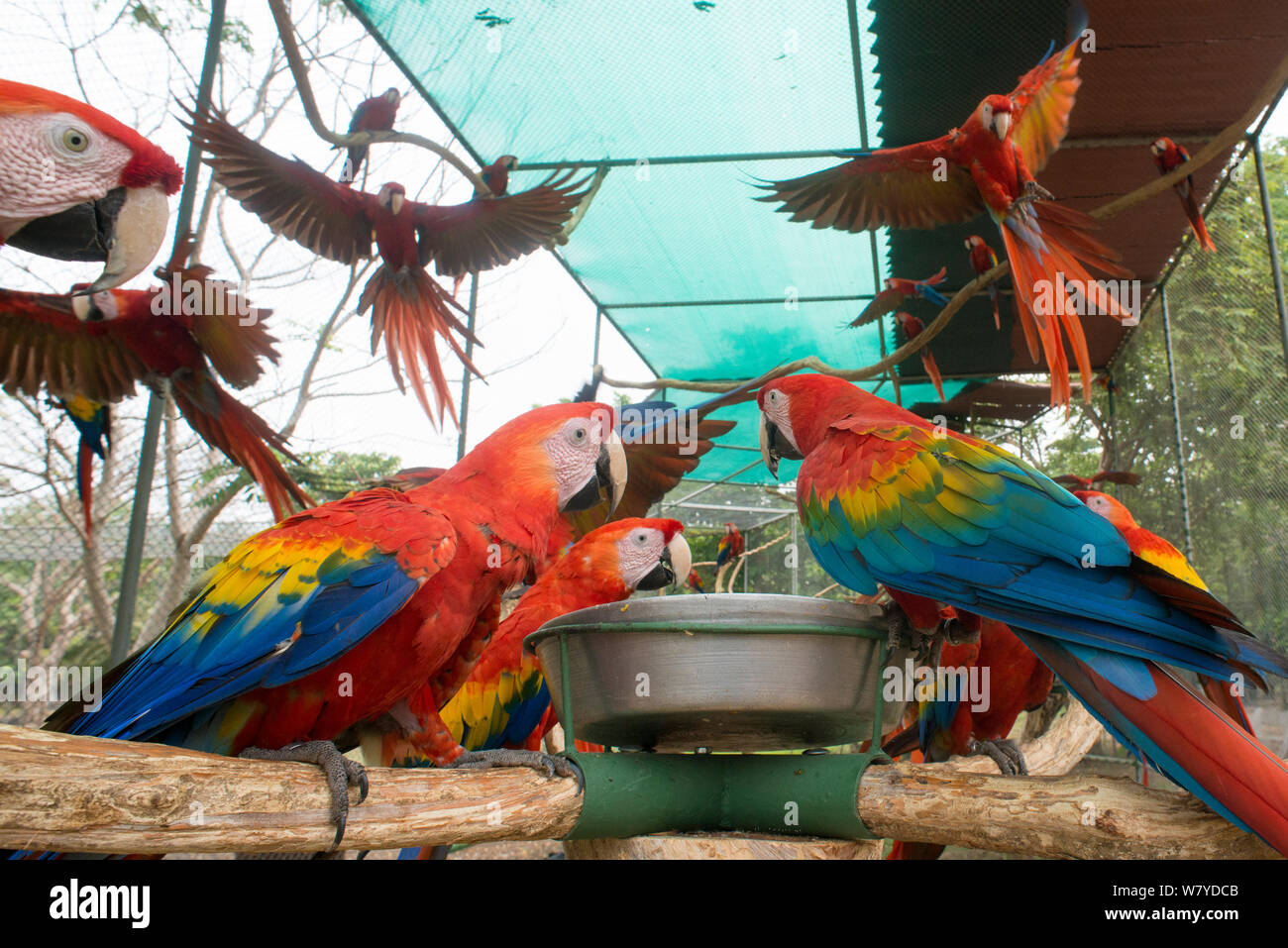 Scarlet macaw (Ara macao) flock feeding, El Manantial Macaw Sanctuary ...