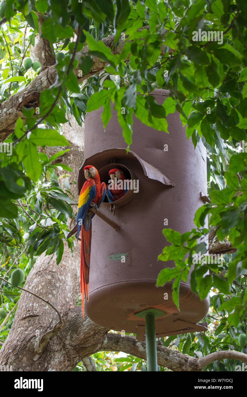 Scarlet macaw (Ara macao) in artificial nest hole, El Manantial Macaw ...