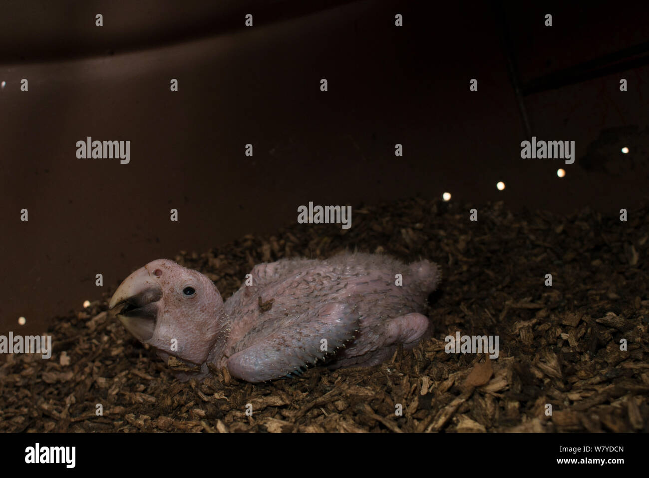 Scarlet macaw (Ara macao) chick in artificial nest, El Manantial Macaw ...