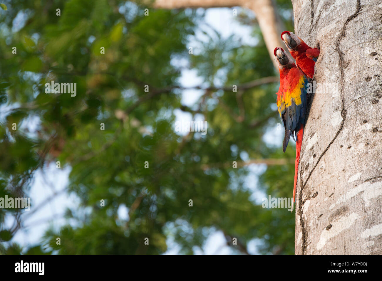 Scarlet macaw nest hi-res stock photography and images - Alamy