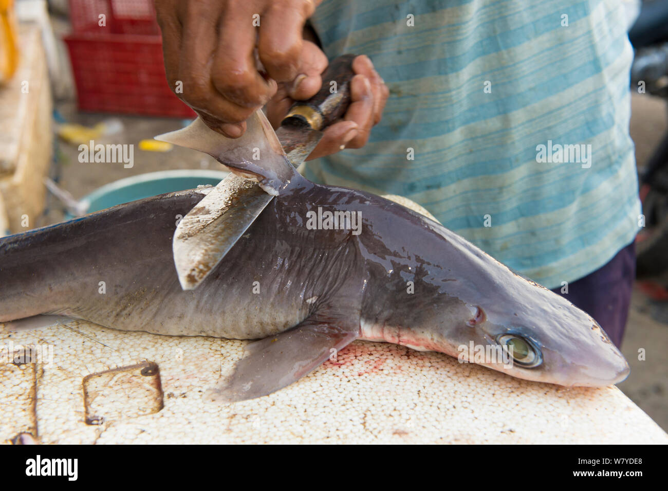Man removing dorsal fin from Shark (Squalus sp) in fish market, Bali, Indonesia, August 2014 ...
