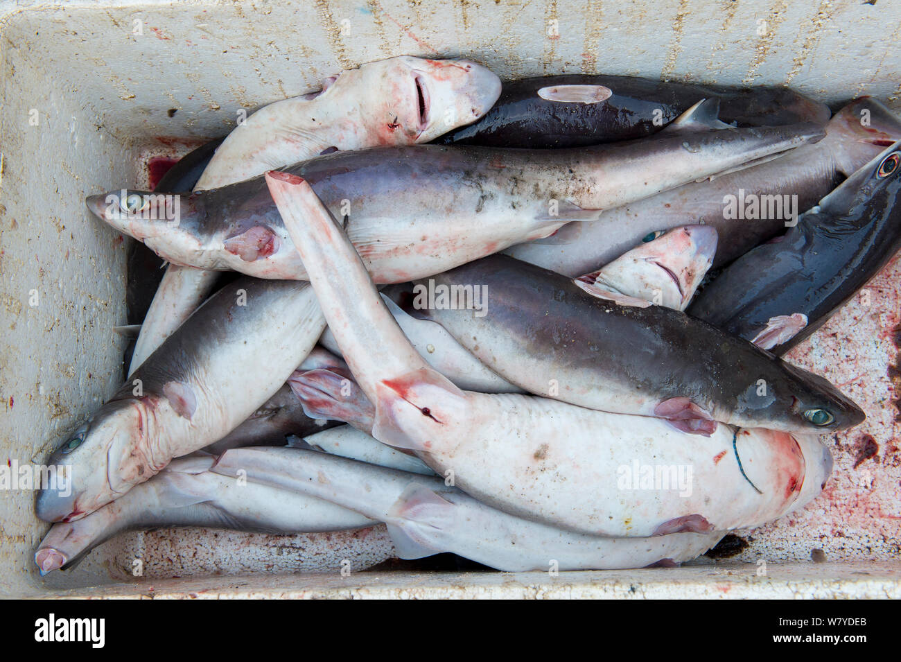 Sharks (Squalus sp) in fish market with fins removed, Bali, Indonesia ...