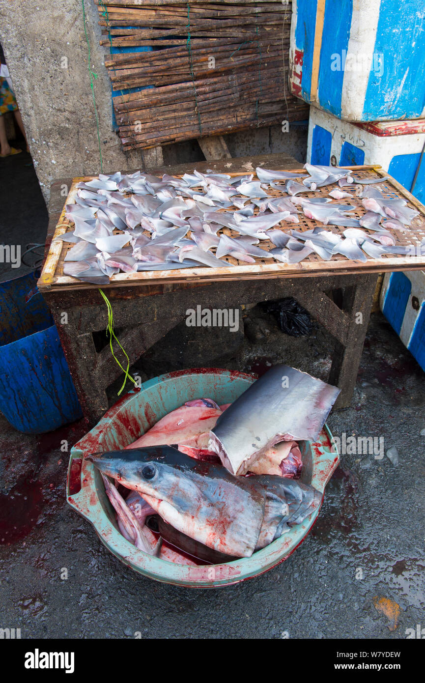 Mackerel shark lamnidae sp hi-res stock photography and images - Alamy