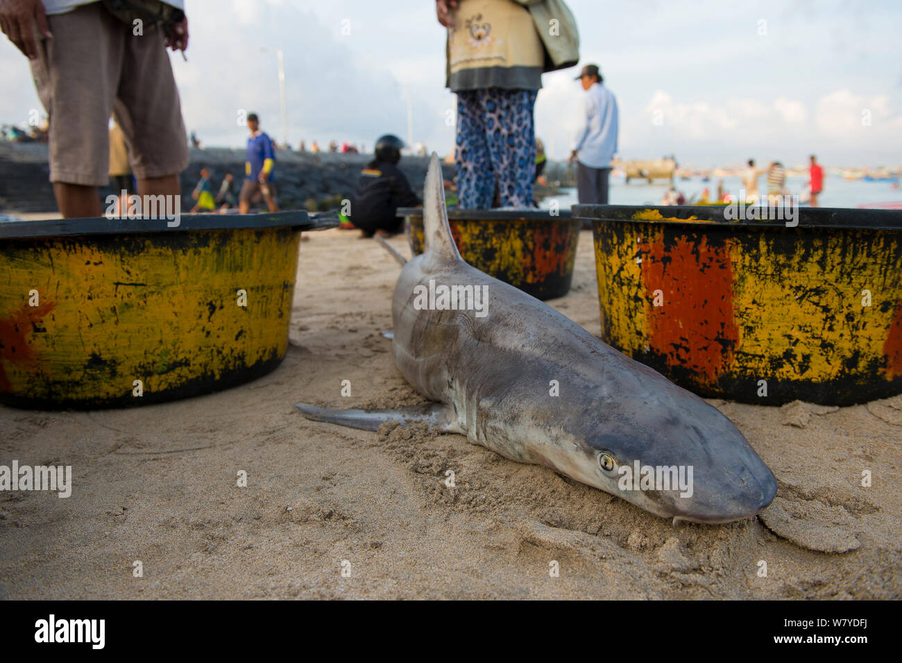 Snaggletooth shark (Hemipristis elongata) for sale on beach, Bali ...
