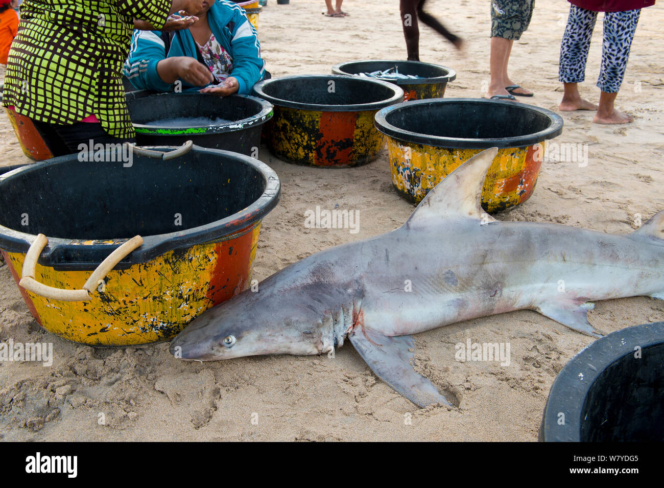 Snaggletooth High Resolution Stock Photography and Images - Alamy