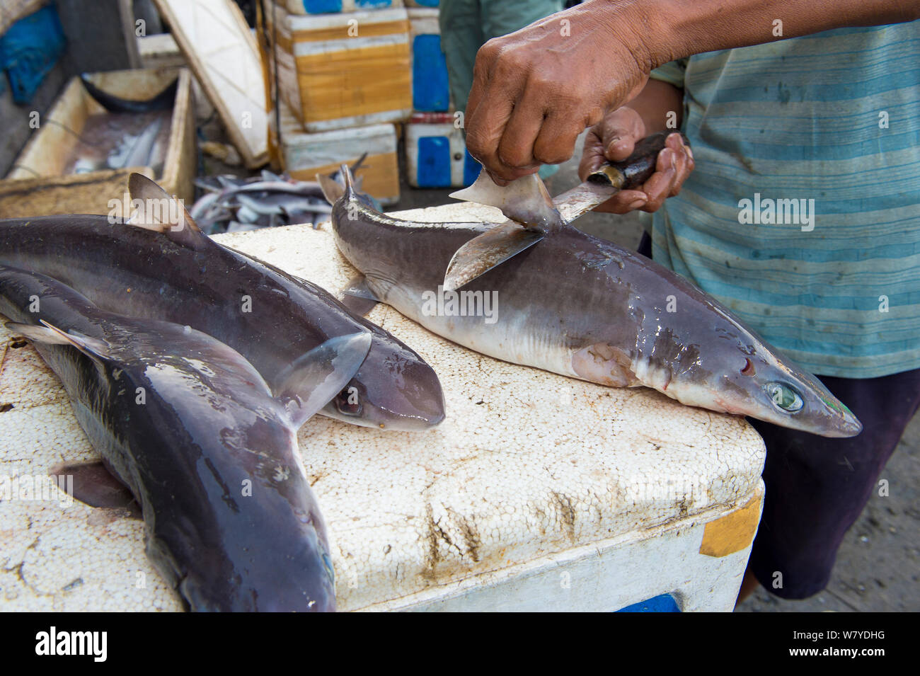 Man removing dorsal fins from Sharks (Squalus sp) in fish market, Bali ...