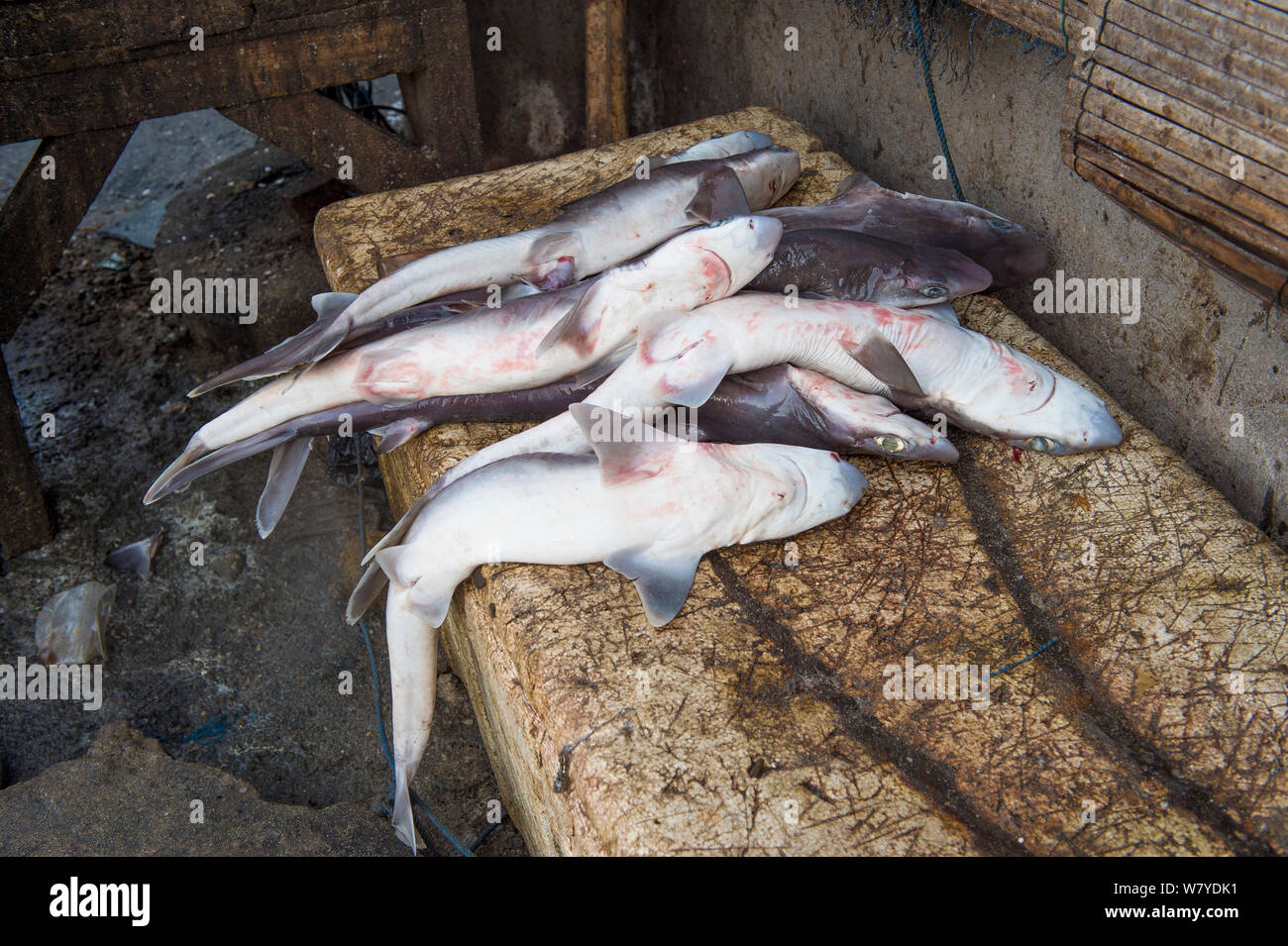 Sharks (Squalus sp) for sale in fish market, Bali, Indonesia, August 2014 Stock Photo - Alamy