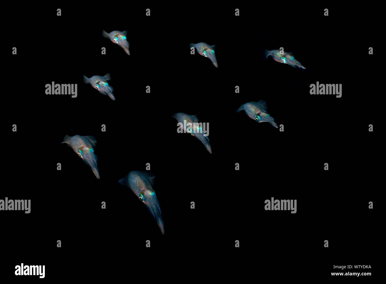 Myopsida squid hi-res stock photography and images - Alamy