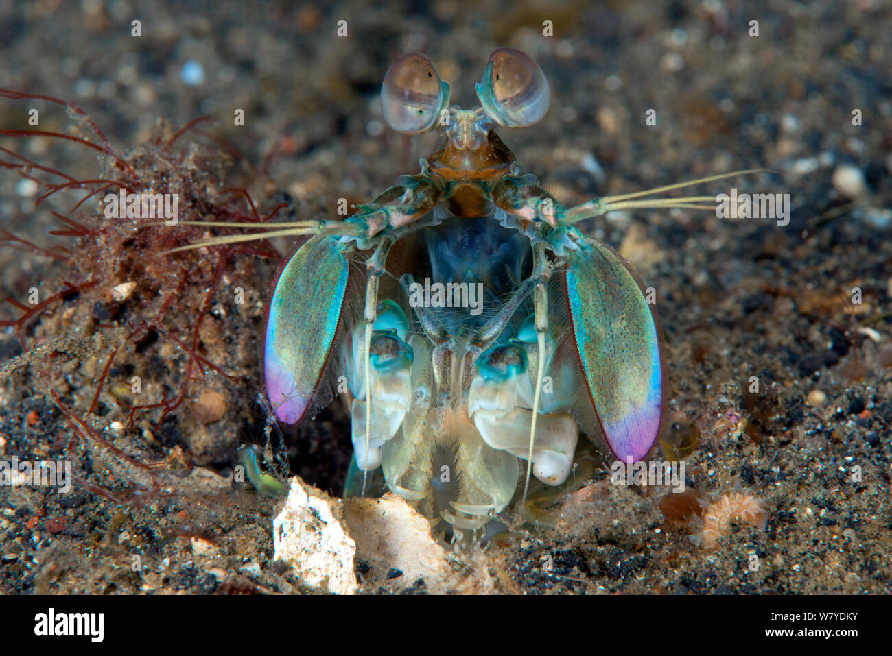 Smasher mantis shrimp (Odontodactylus cultrifer) a burrow, Lembeh ...