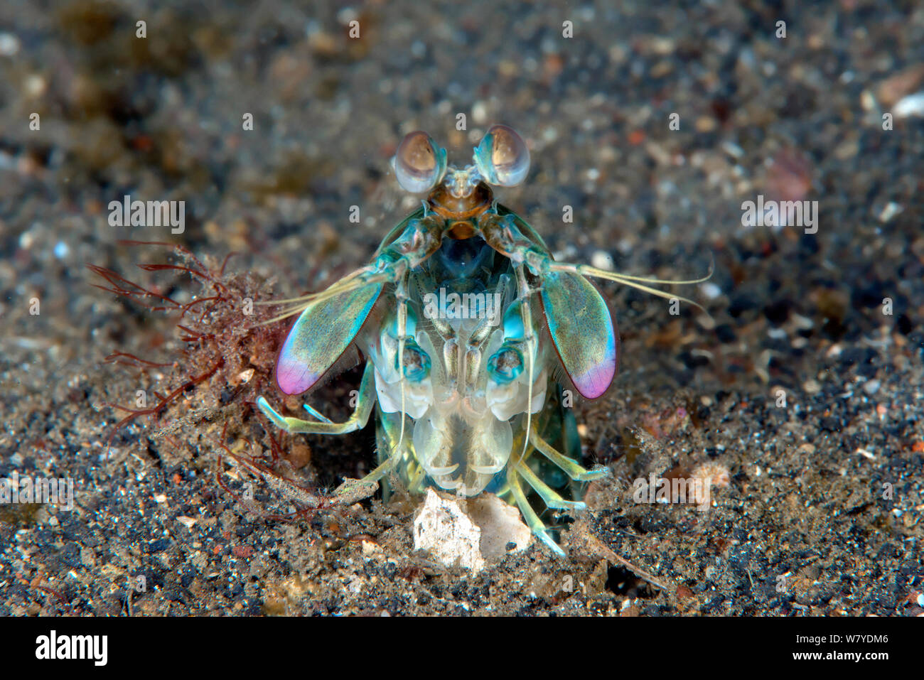 Smasher mantis shrimp (Odontodactylus cultrifer) at burrow, Lembeh ...