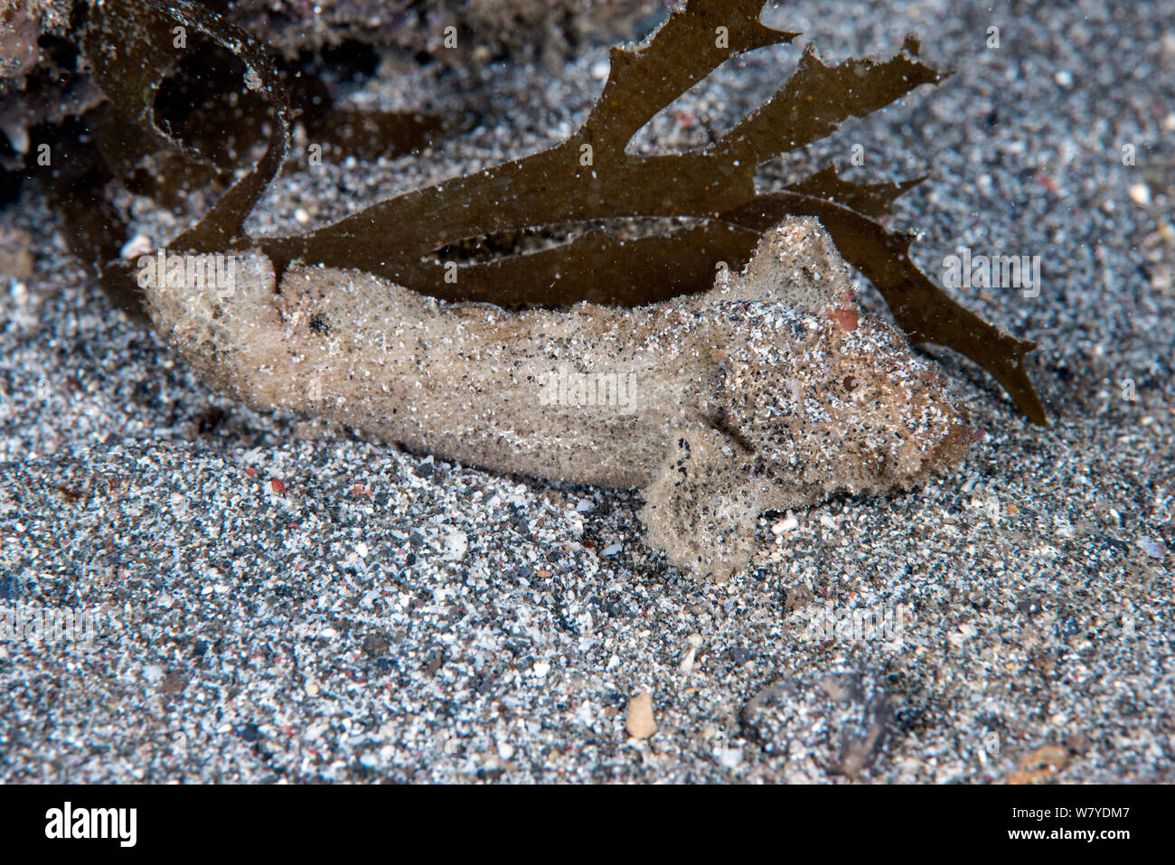 Lembeh velvetfish hi-res stock photography and images - Alamy