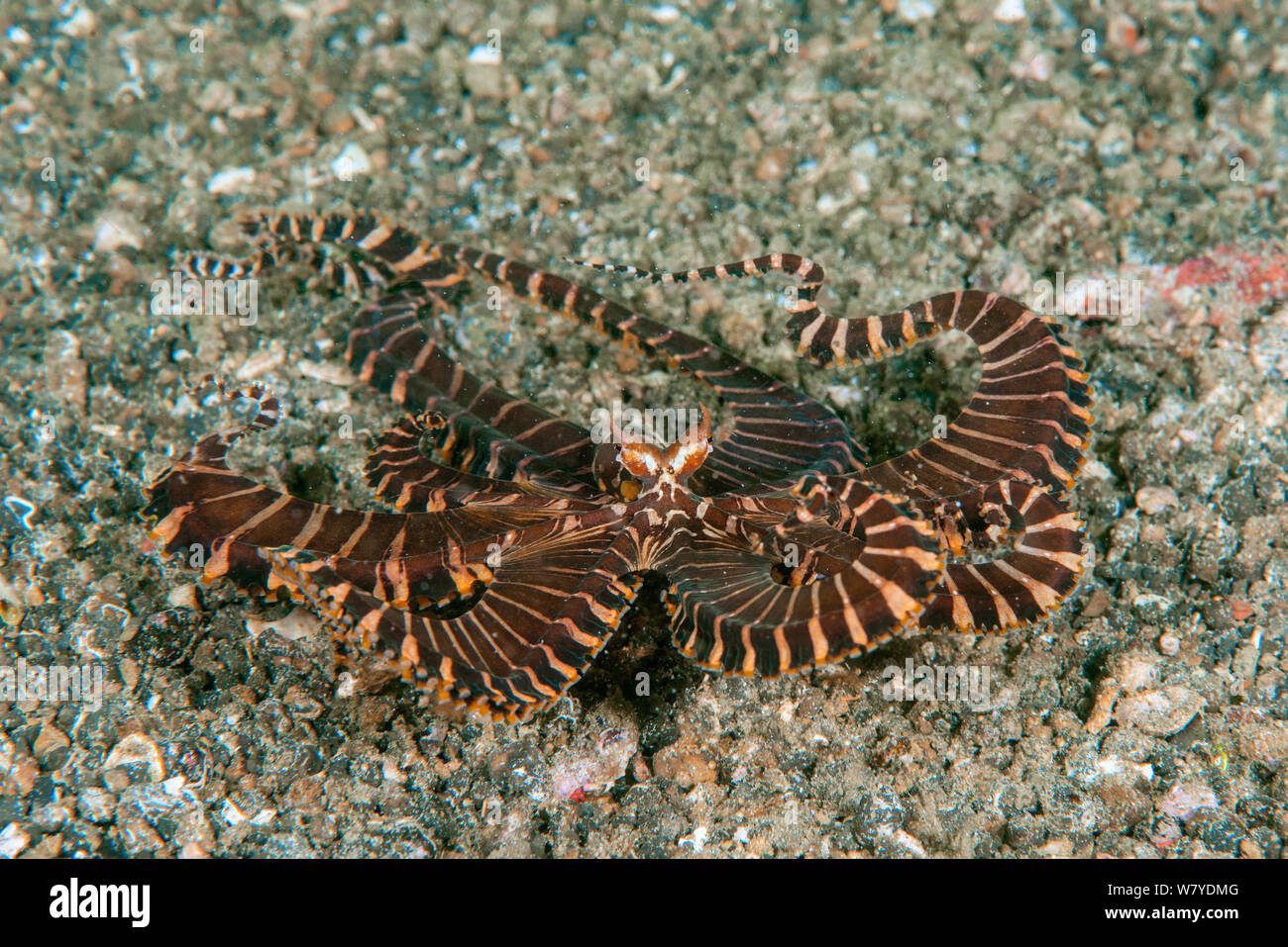 Wunderpus (Wunderpus photogenicus) hunting, displaying while moving ...