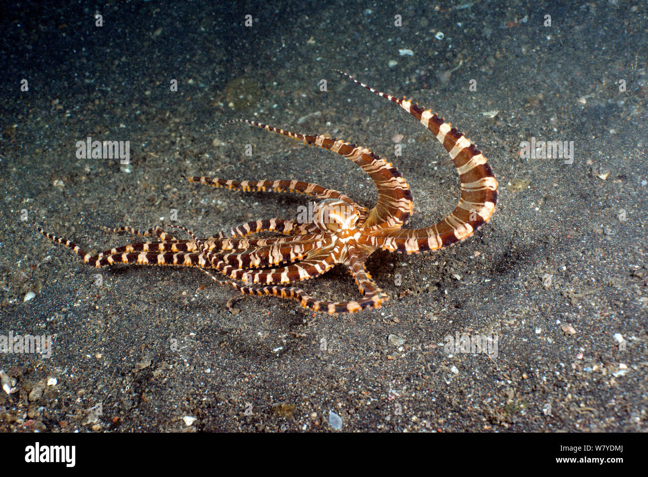 Wunderpus (Wunderpus photogenicus) hunting, displaying while moving ...