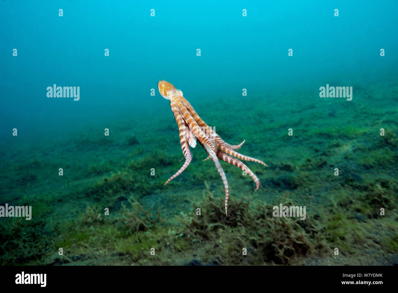 Wunderpus (Wunderpus photogenicus) swimming away towards the surface ...
