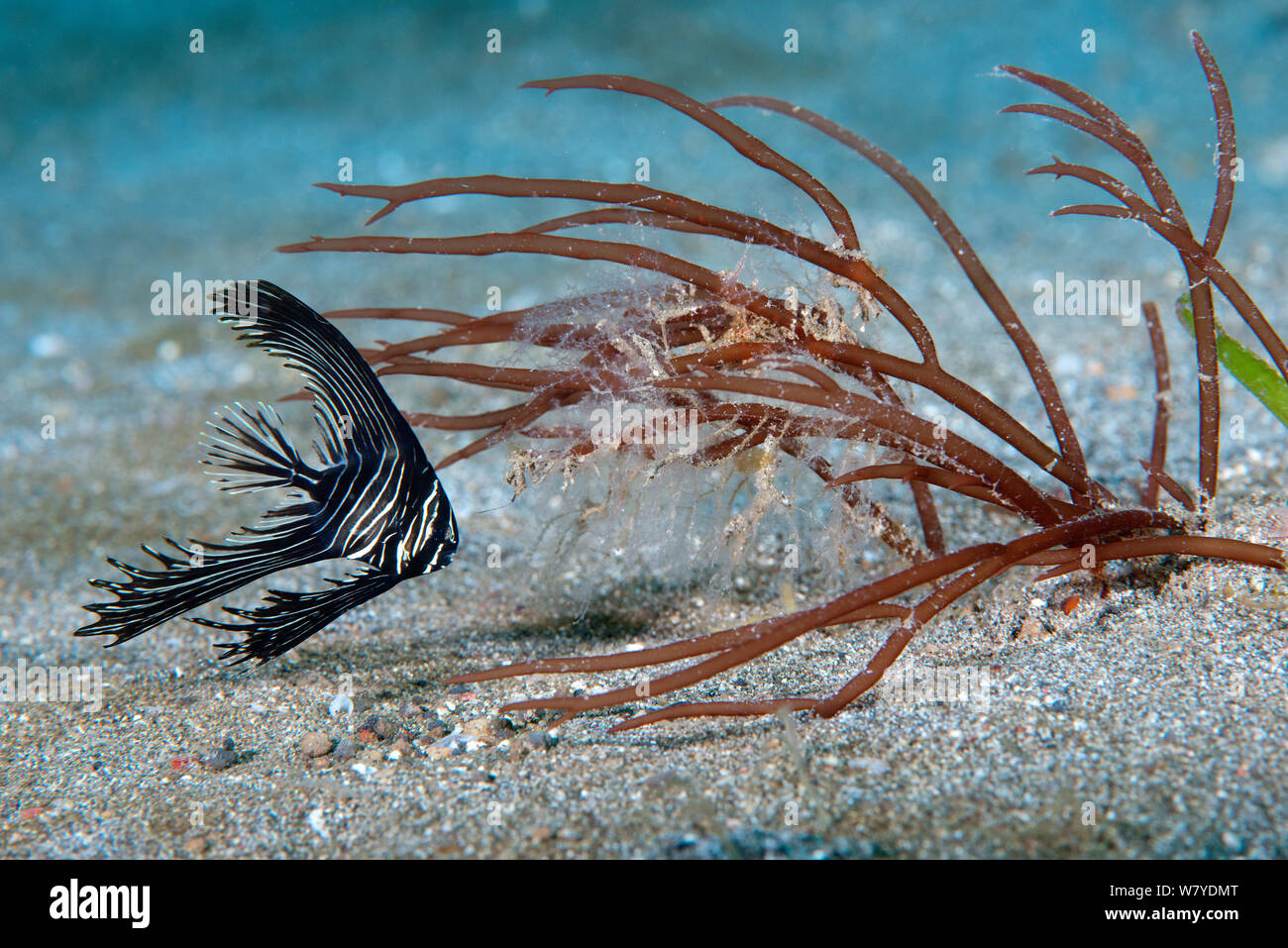 Zebra spadefish hi-res stock photography and images - Alamy