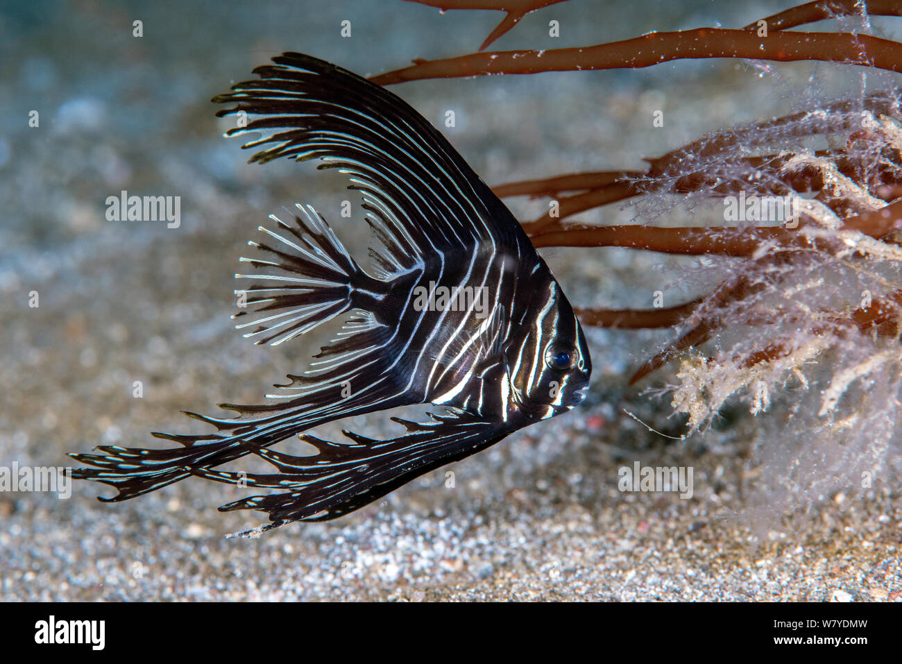 Zebra spadefish hi-res stock photography and images - Alamy
