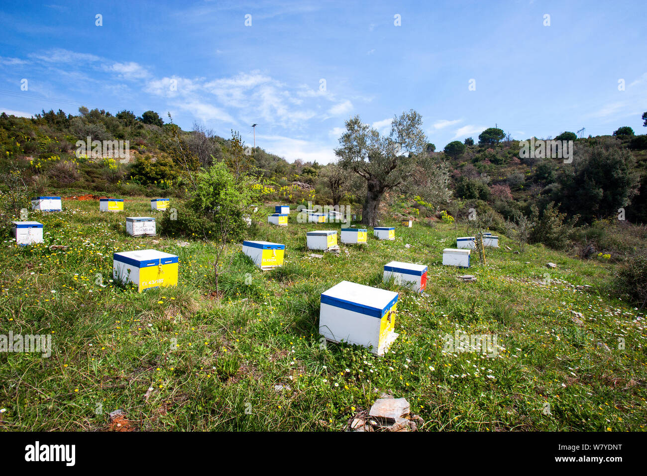 Greek beehives on the foothills of Mount Pelion, Greece, March 2008 ...