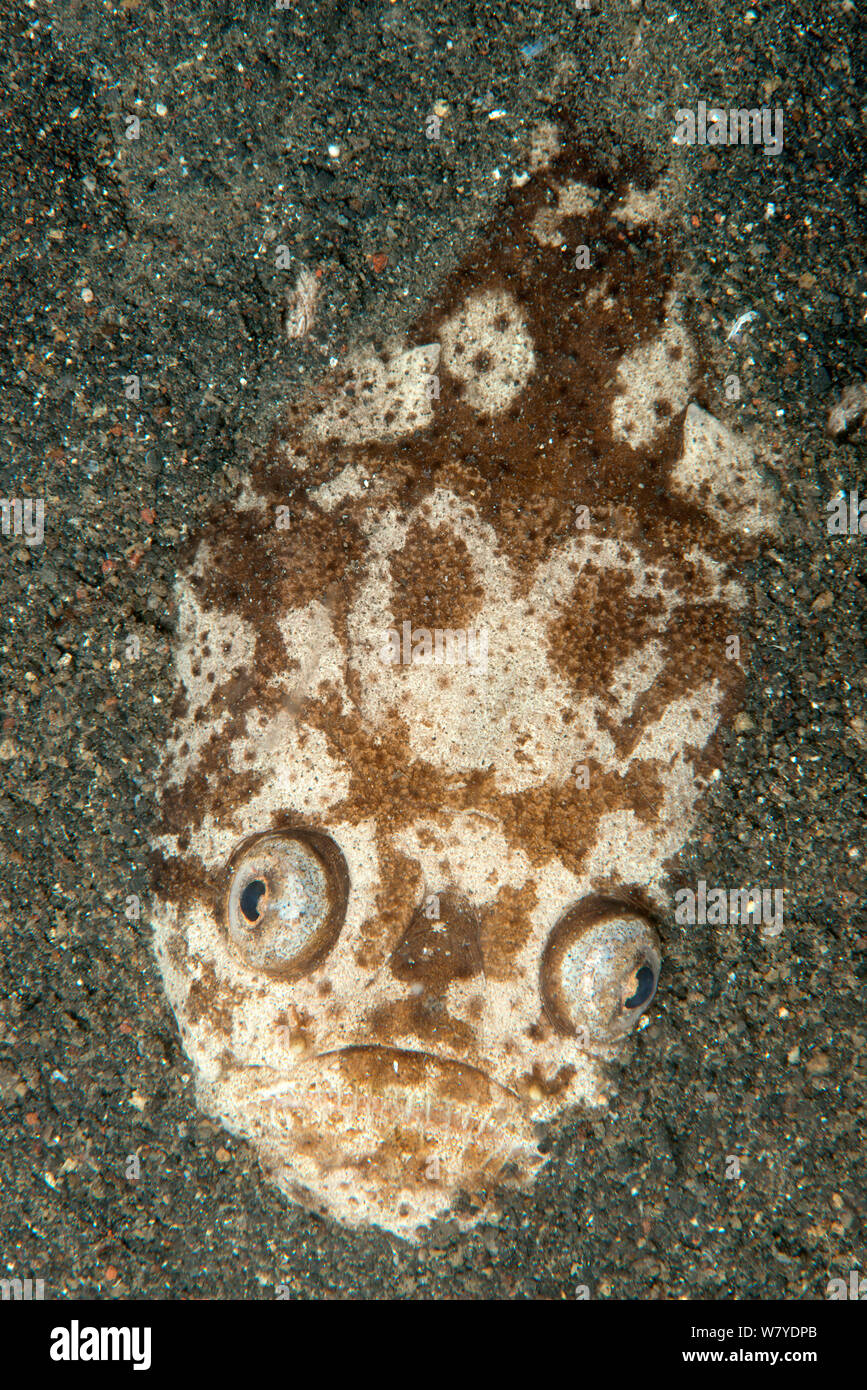 Freshwater fish of south east asia hi-res stock photography and images ...