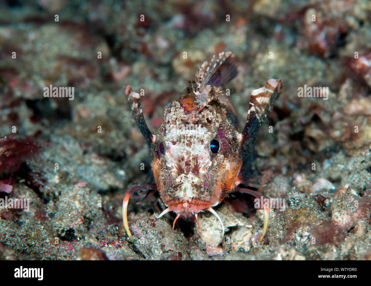 Minous pictus hi-res stock photography and images - Alamy