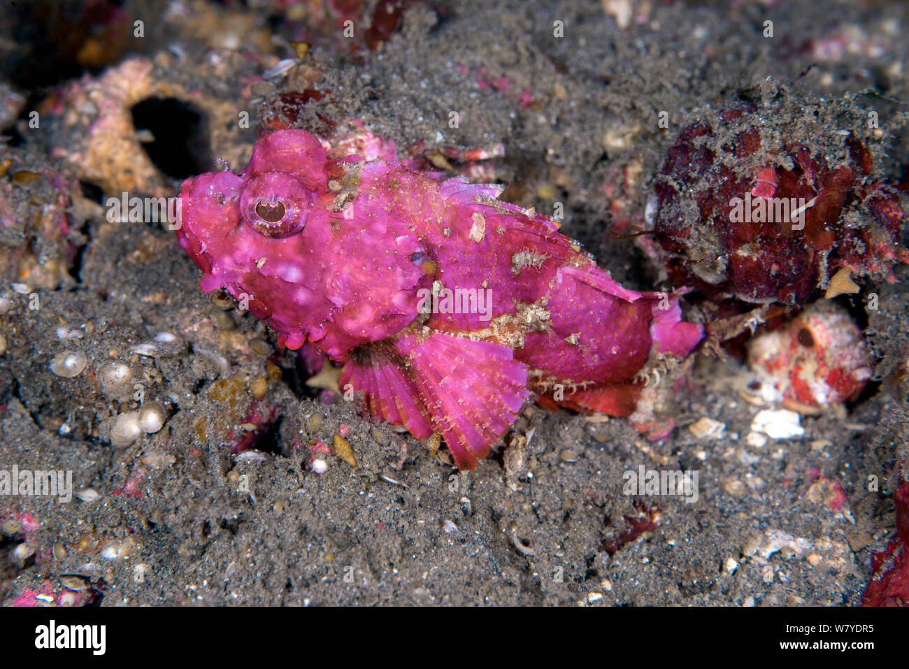 Flasher scorpionfish (Scorpaenopsis macrochir) pink colour variant ...