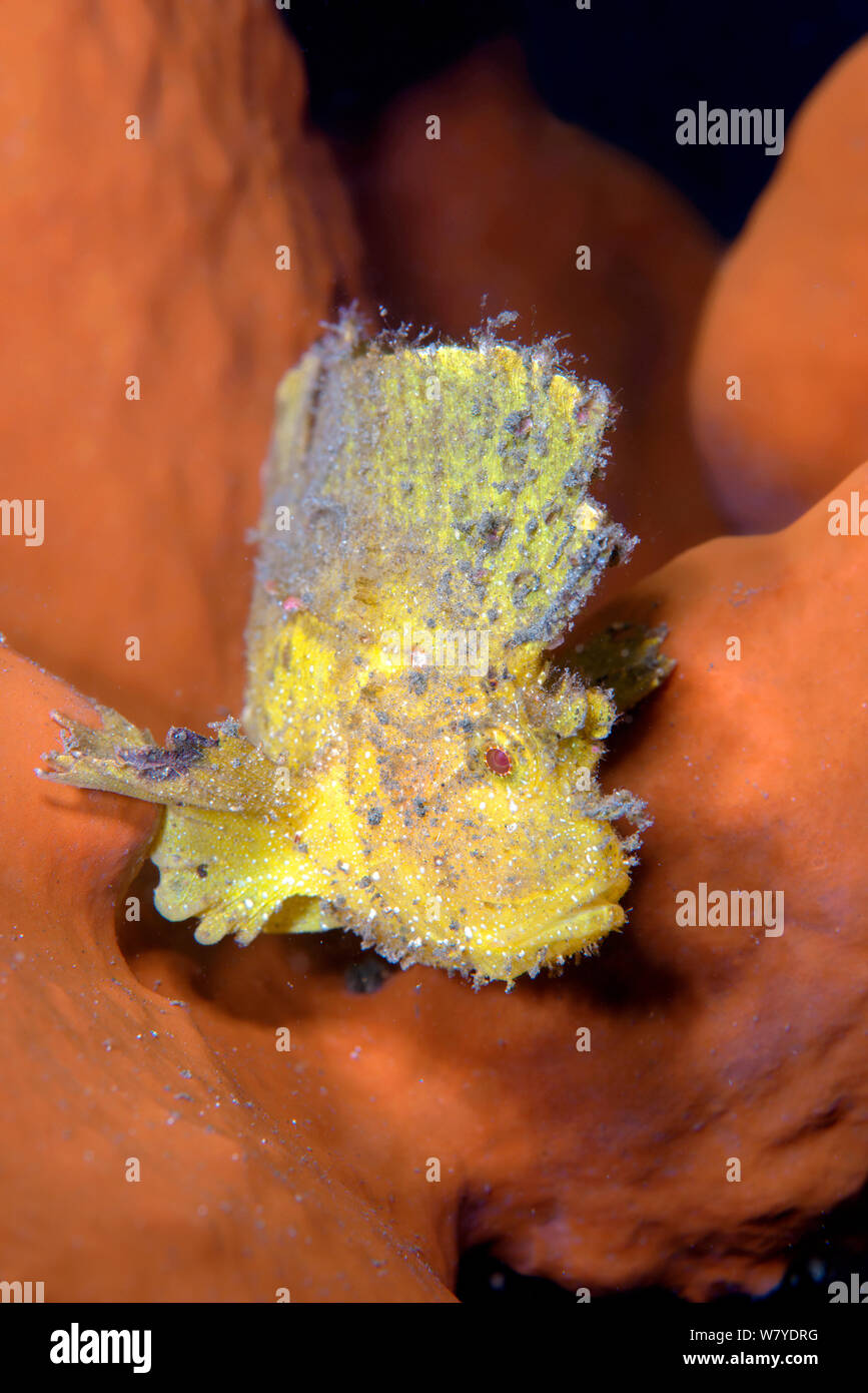 Paper scorpionfish (Taenianotus triacanthus) on sponge, venomous ...