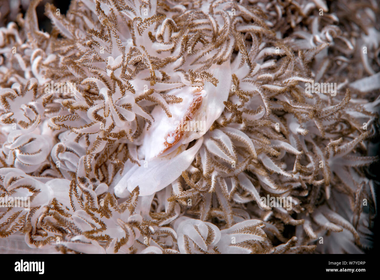 Xenia sp hi-res stock photography and images - Alamy