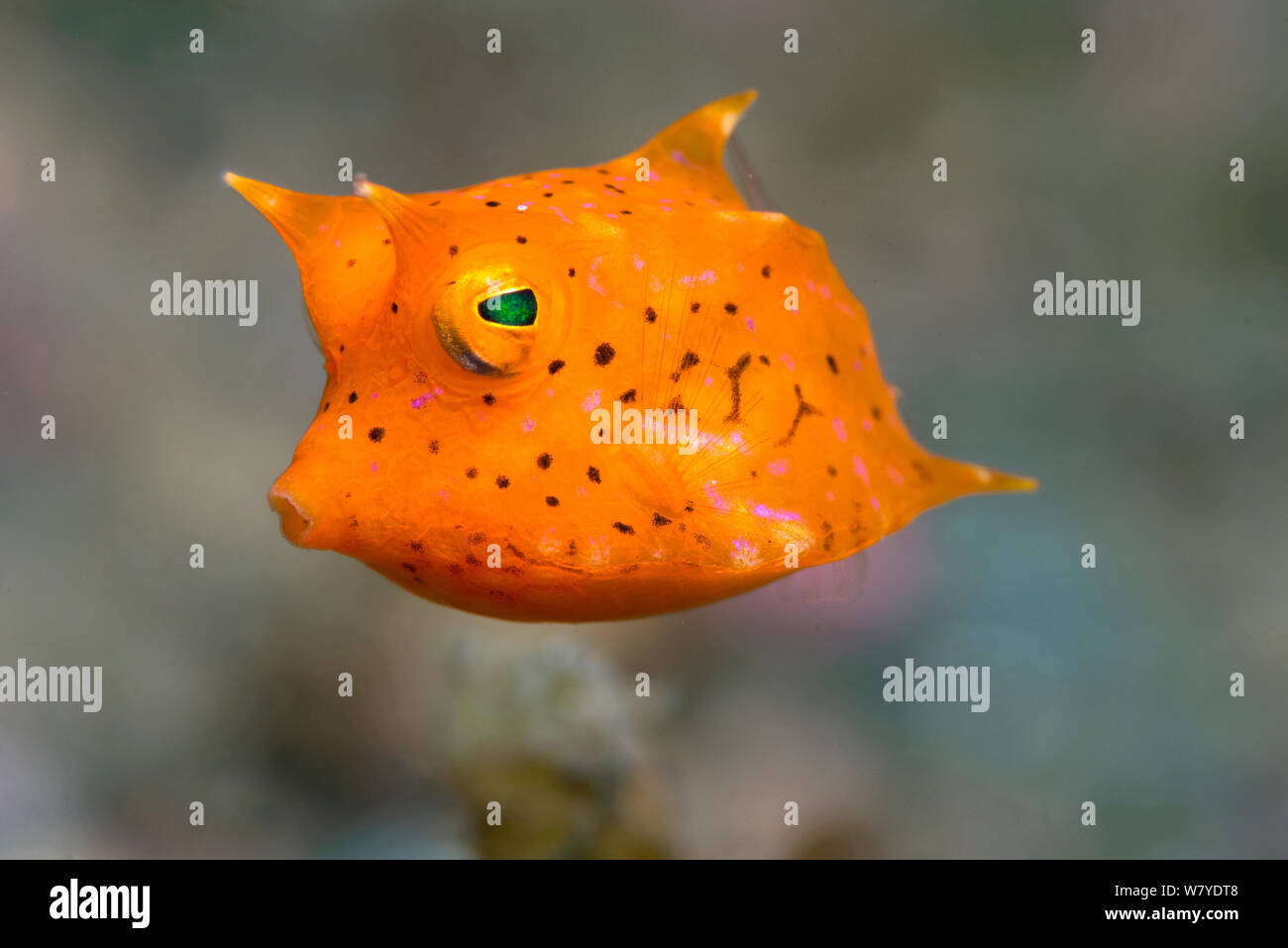 Baby Roundbelly Cowfish