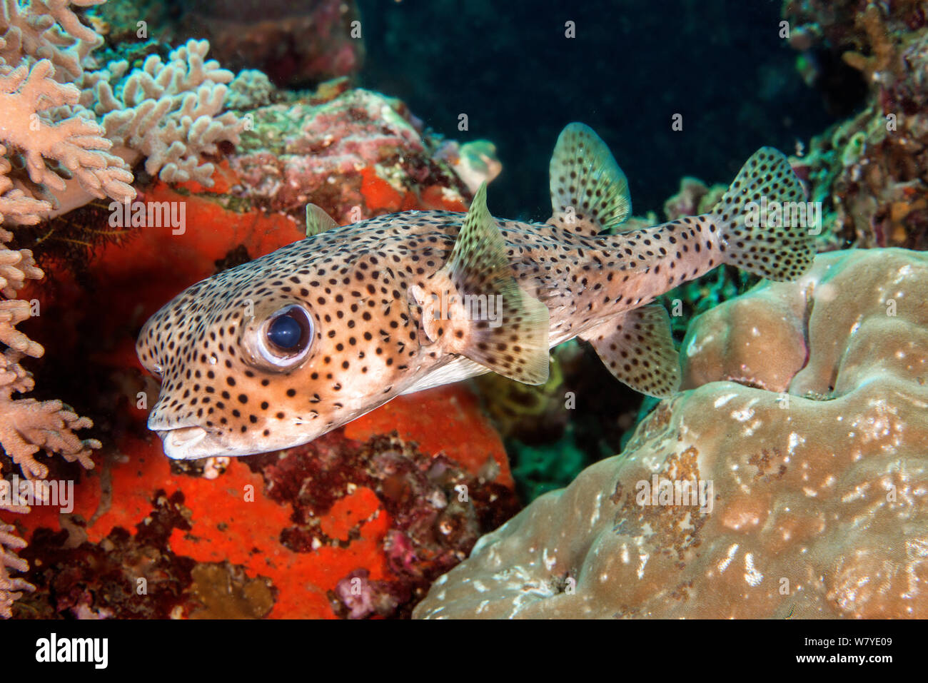 Spotted porcupine fish hi-res stock photography and images - Alamy