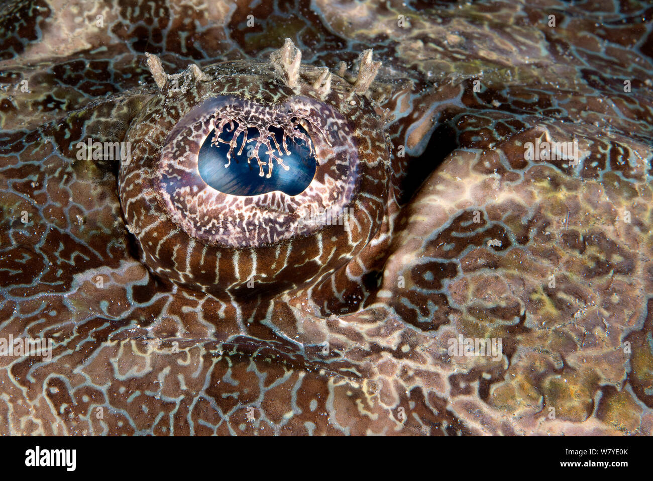 Flathead hi-res stock photography and images - Alamy