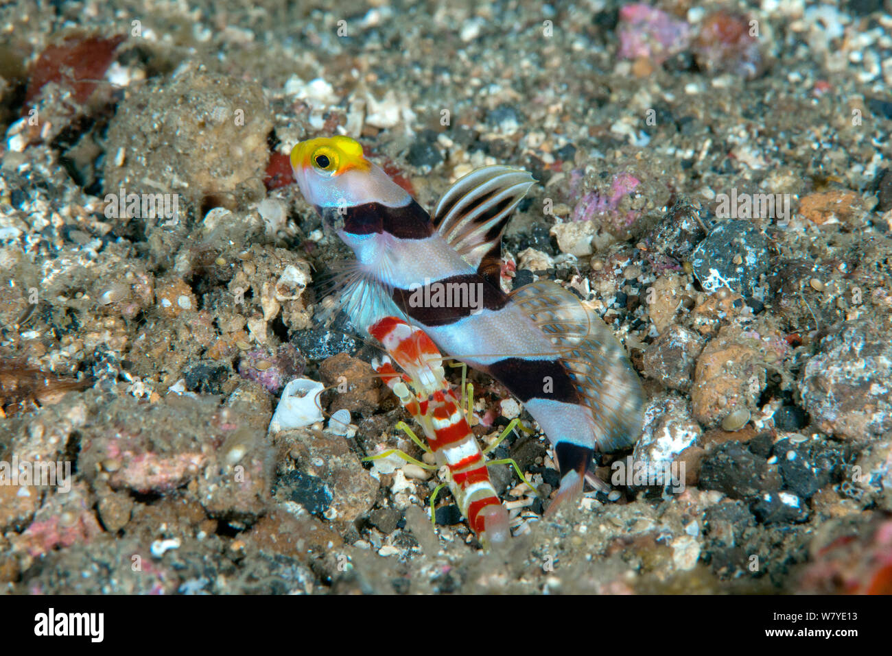 Yellow-snout shrimp goby (Stonogobiops xanthorhinica) with the ...