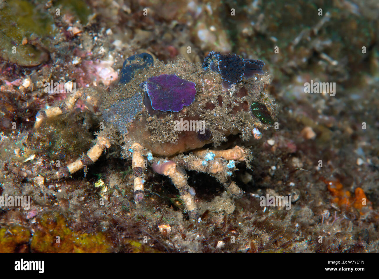 Corallimorph decorator crab (Cyclocoeloma tuberculata) Lembeh Strait ...