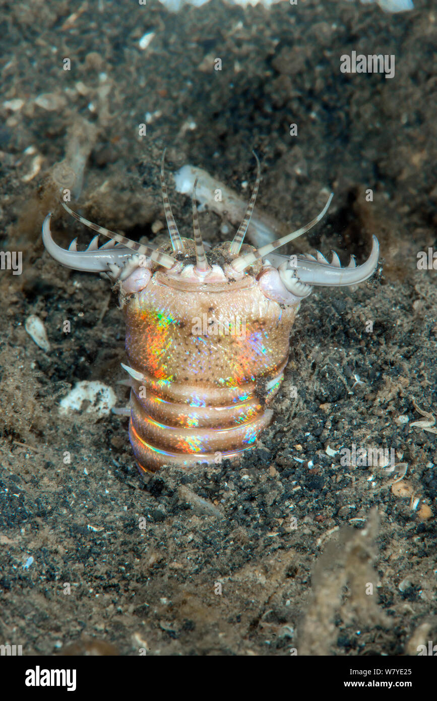 Eunicidae hi-res stock photography and images - Alamy