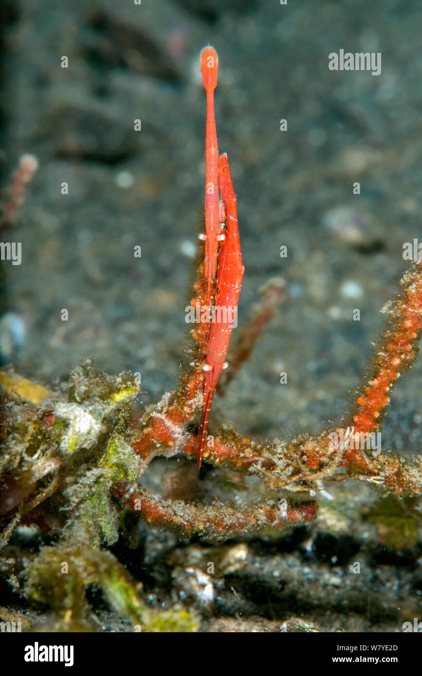 Broken Back Shrimp High Resolution Stock Photography and Images - Alamy