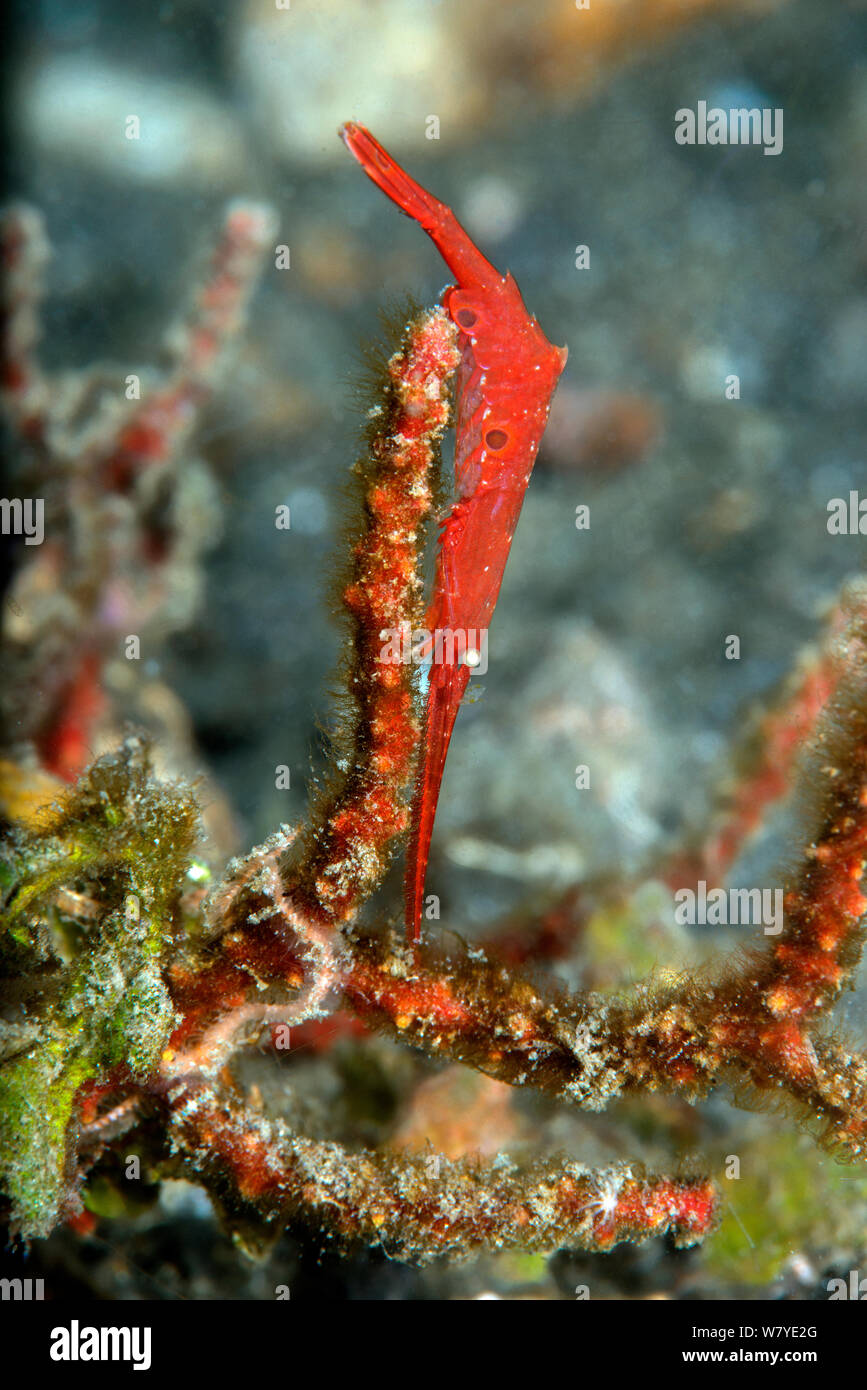 Broken back shrimp hi-res stock photography and images - Alamy
