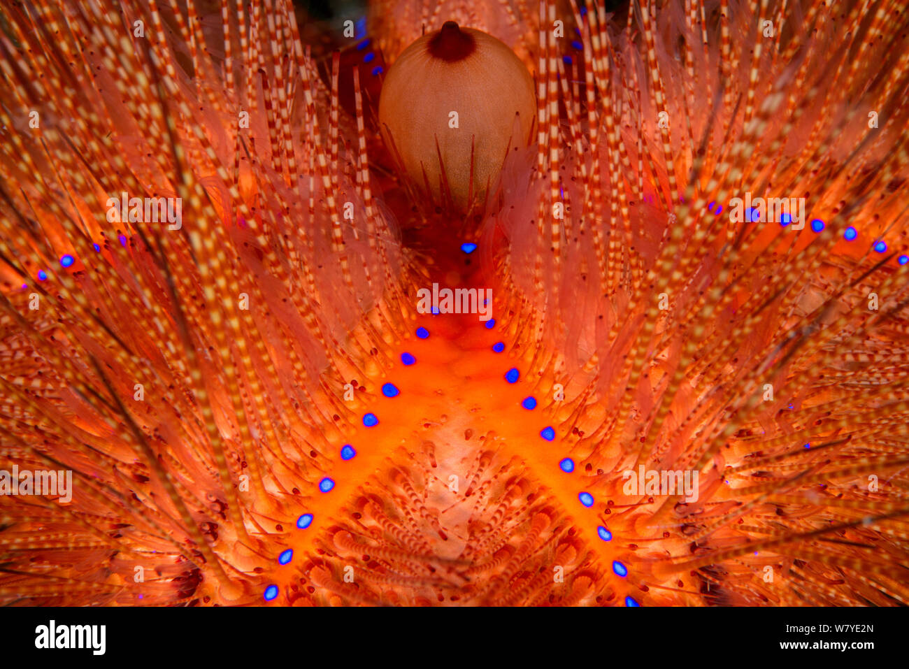 Fire urchin astropyga radiata hi-res stock photography and images - Alamy