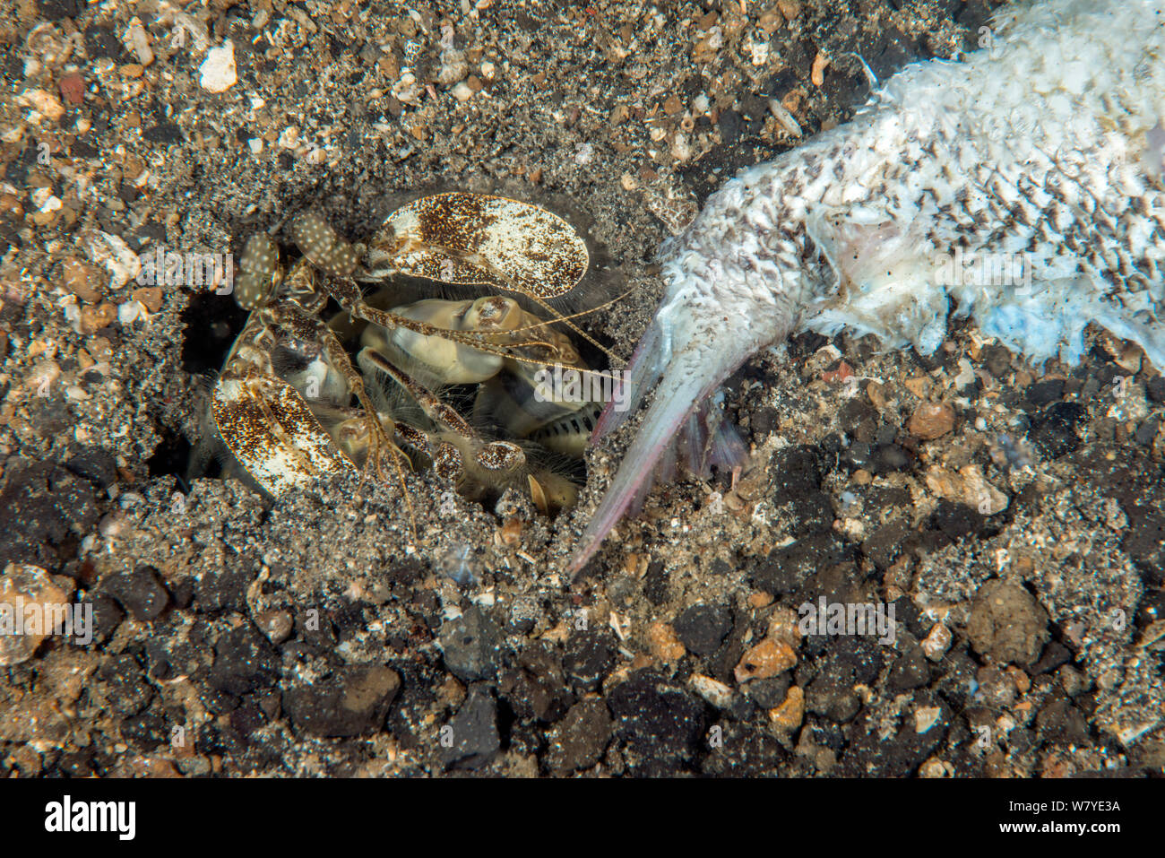 Tiger Mantis Shrimp (Lysiosquillina maculata) trying to pull a dead ...