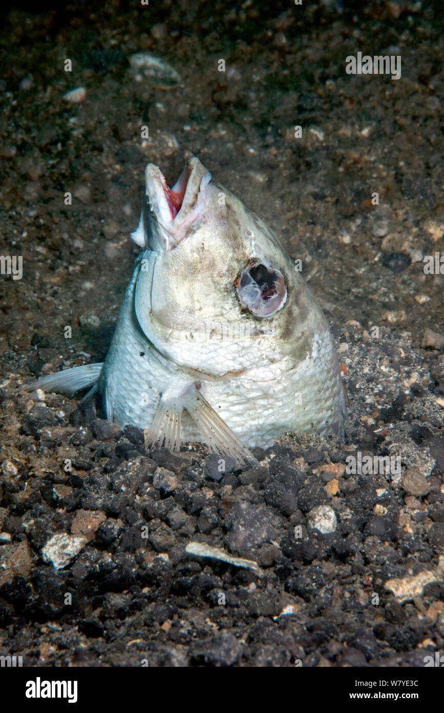 Striped mantis shrimp (Lysiosquillina maculata) pulling scavenged dead ...