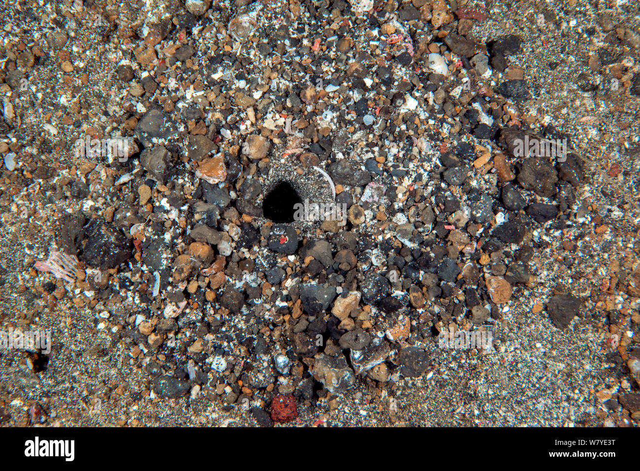 Underwater burrows hi-res stock photography and images - Alamy